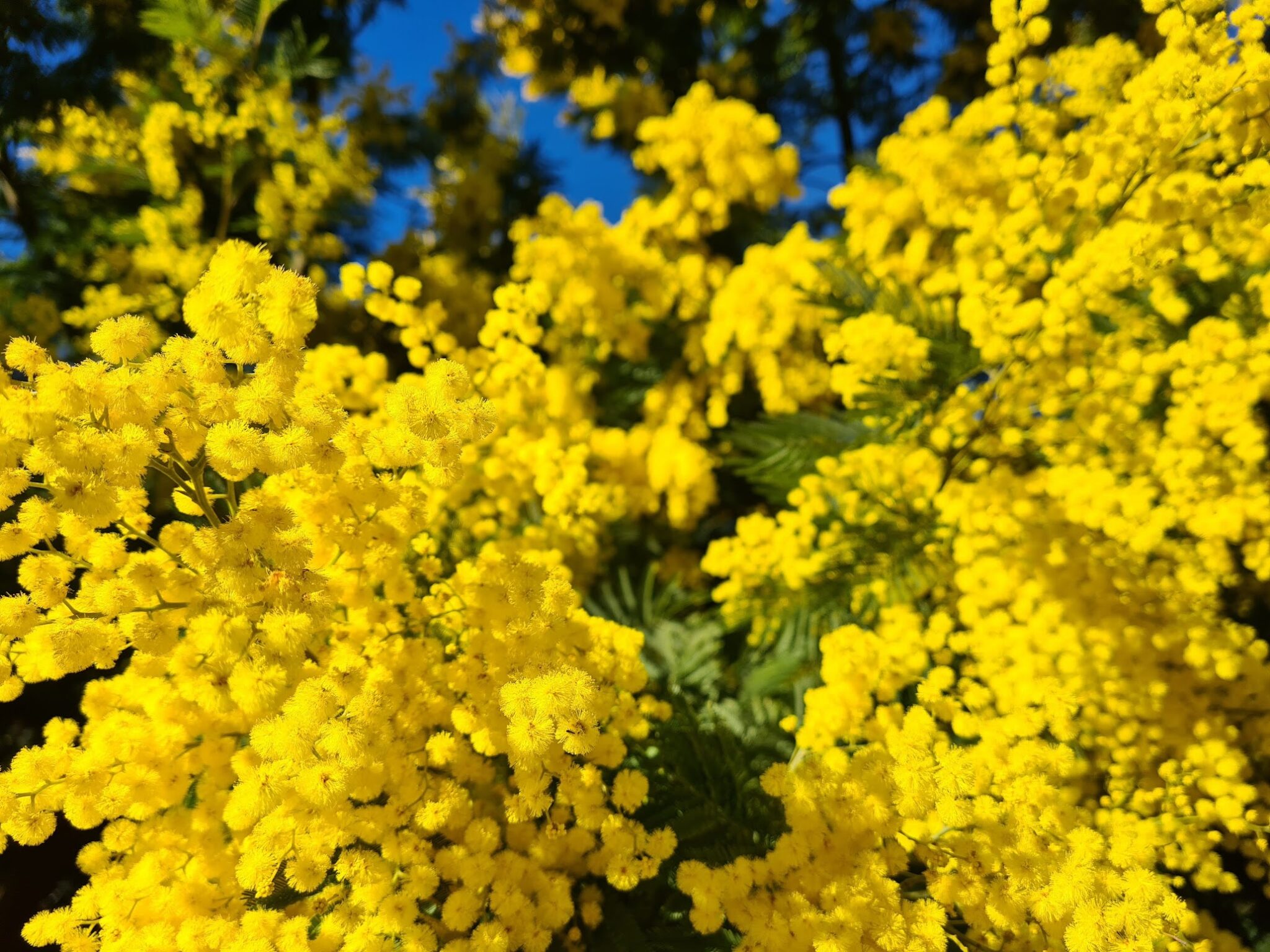 Randonnée Mimosa Tanneron : Plongez dans l'Or Jaune de la Côte d'Azur
